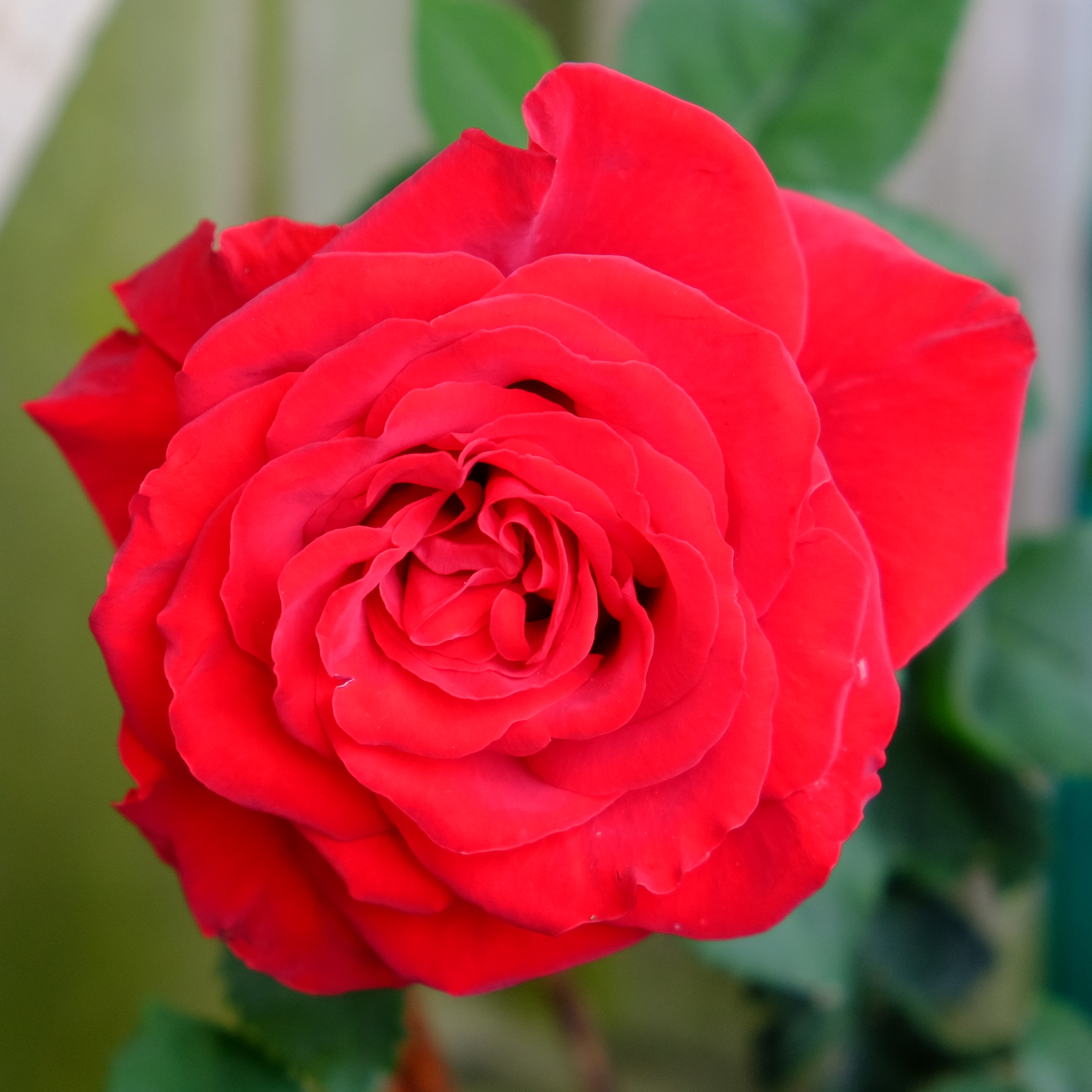 rose rød – Moesgård Havecenter