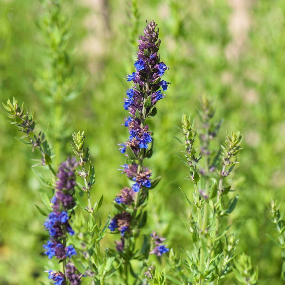 Isop – Moesgård Havecenter