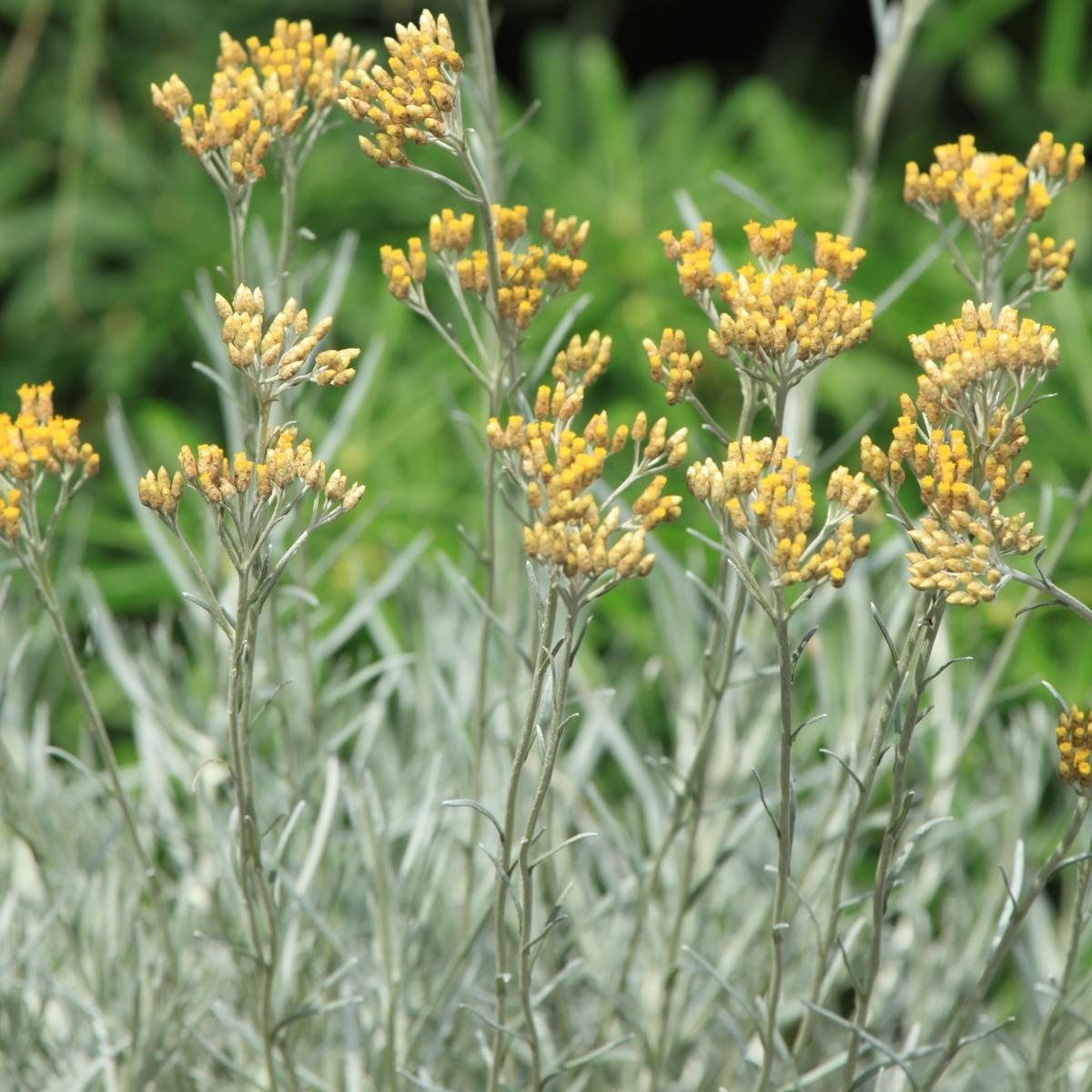 karryplante – Moesgård Havecenter