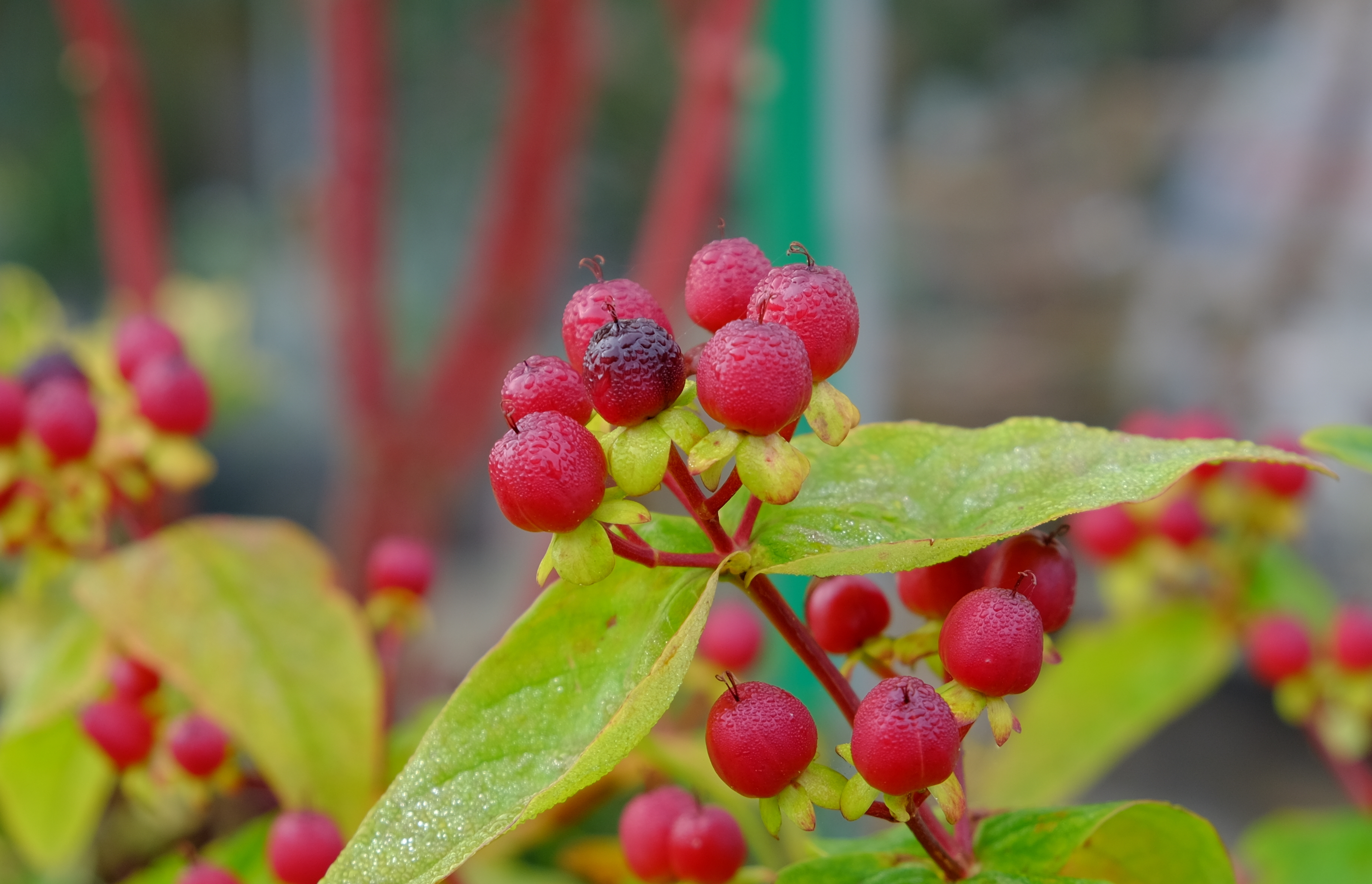 cover perikon – Moesgård Havecenter