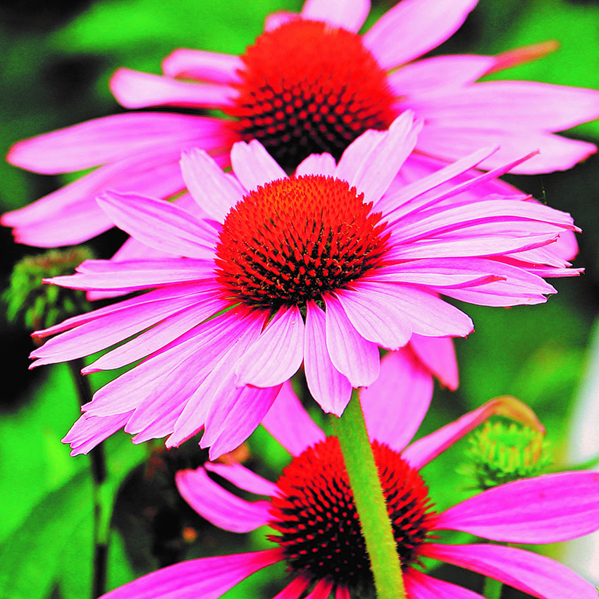 solhat – Moesgård Havecenter