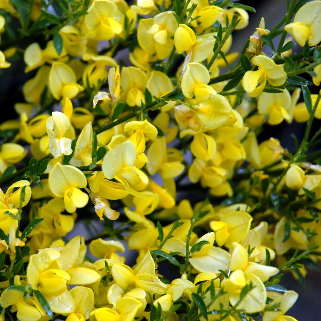 Lave buske – Moesgård Havecenter