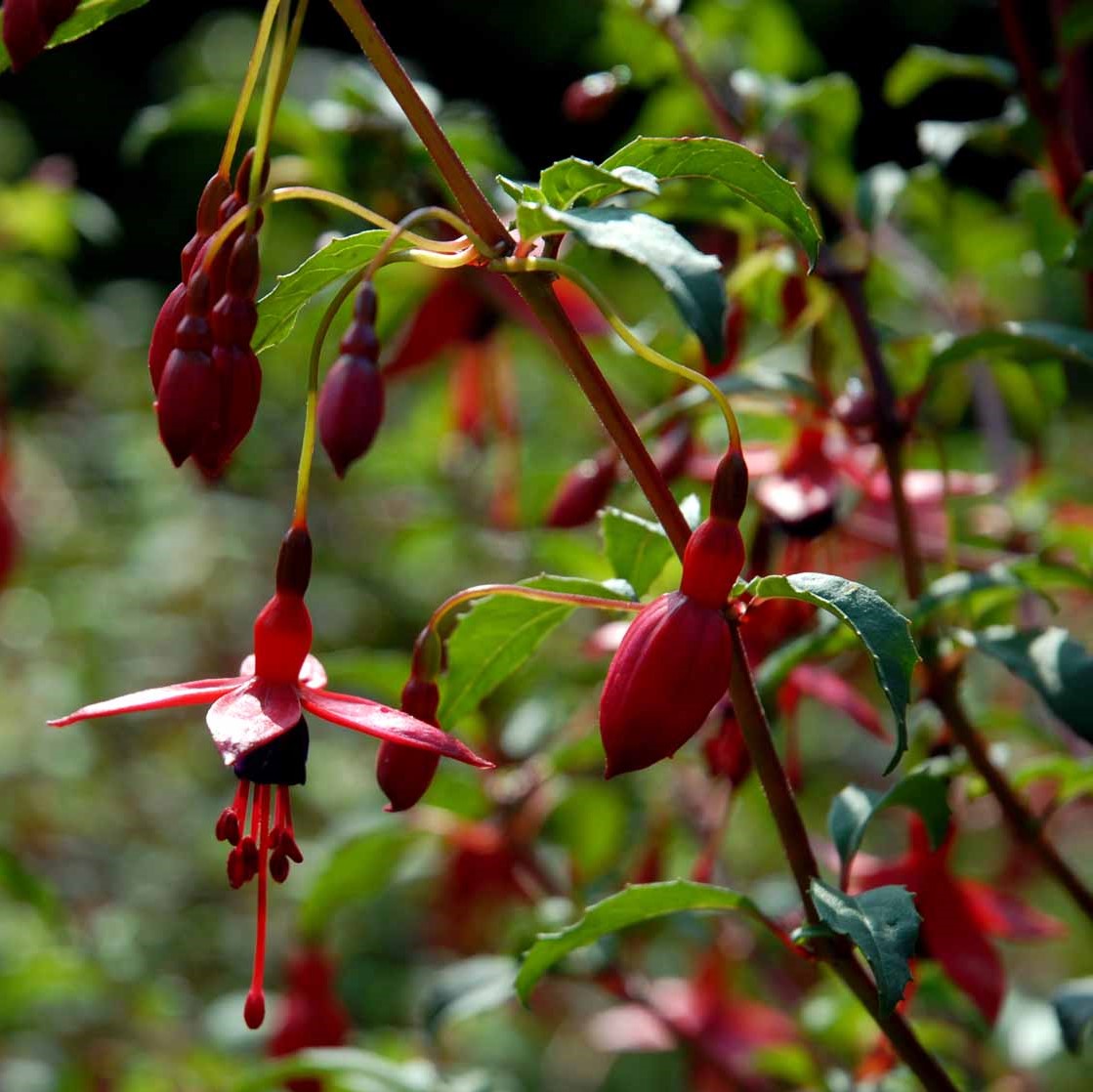 Lave buske – Moesgård Havecenter
