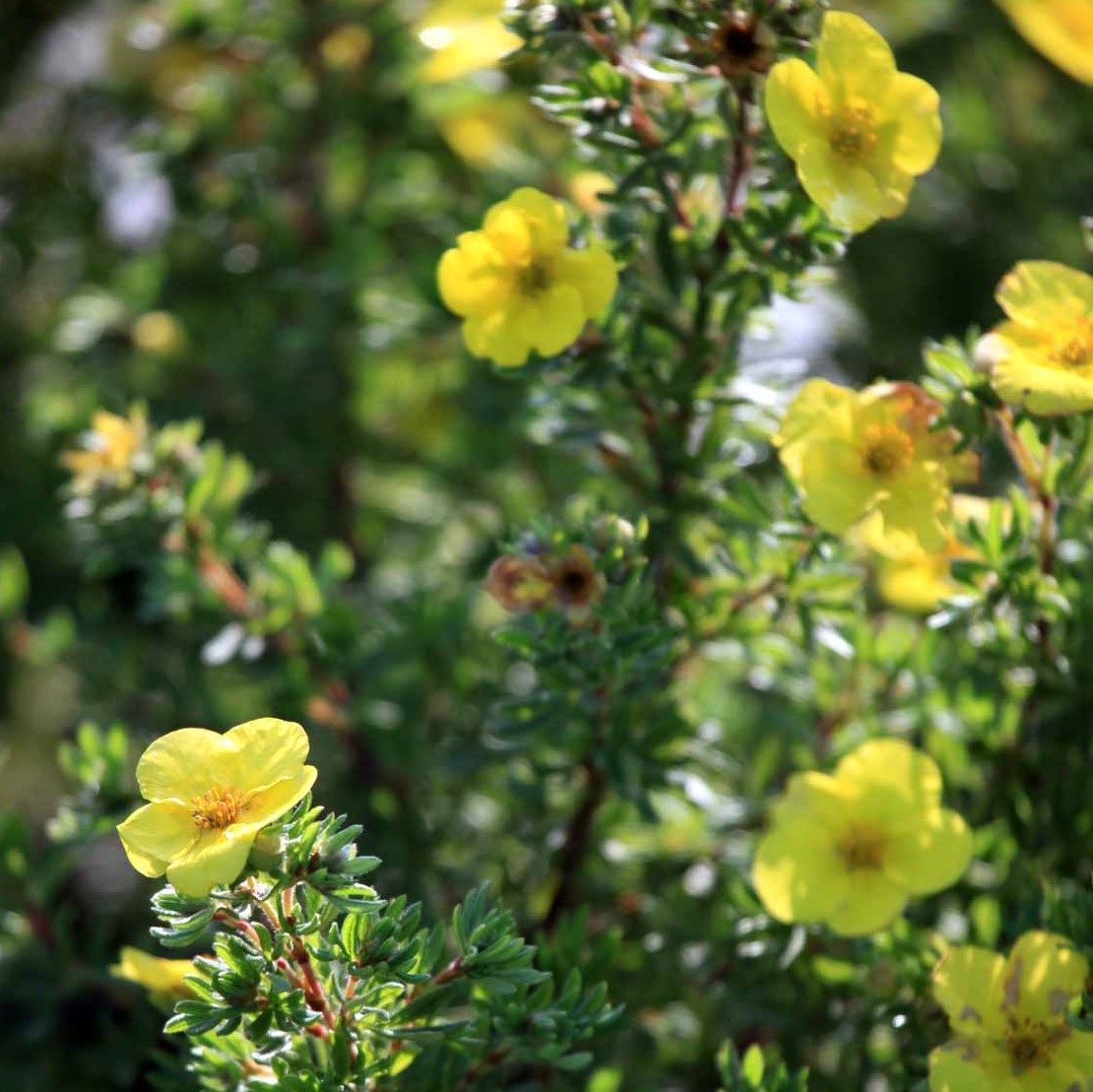 Lave buske – Moesgård Havecenter