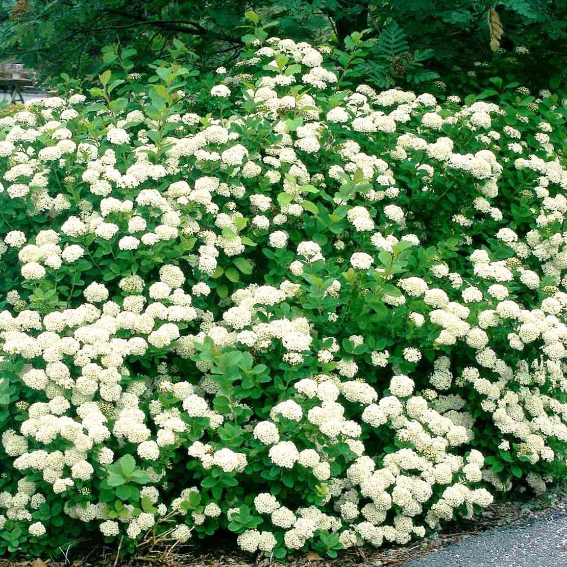 Lave buske – Moesgård Havecenter