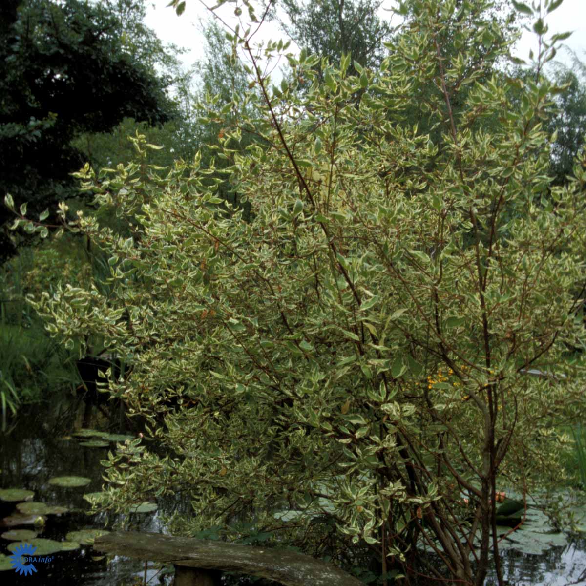 Høje buske – Moesgård Havecenter