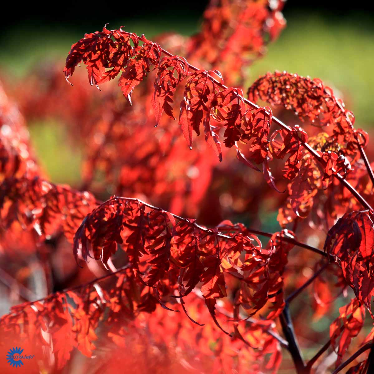 RHUS TYPHINA ‘LACINIATA’ – Moesgård Havecenter