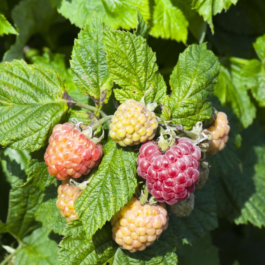 RUBUS IDAEUS ‘RUBY BEAUTY’ – Moesgård Havecenter