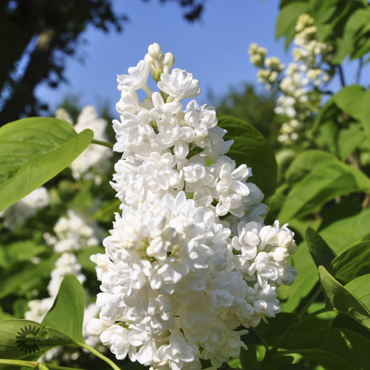 SYRINGA VULGARIS ‘ALBA’ – Moesgård Havecenter
