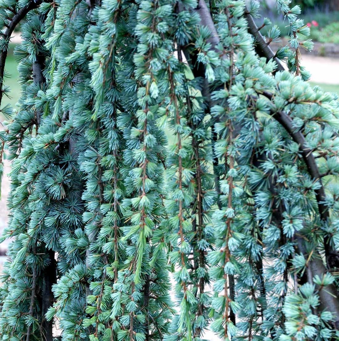 CEDRUS LIBANI ‘GLAUCA PENDULA’ – Moesgård Havecenter