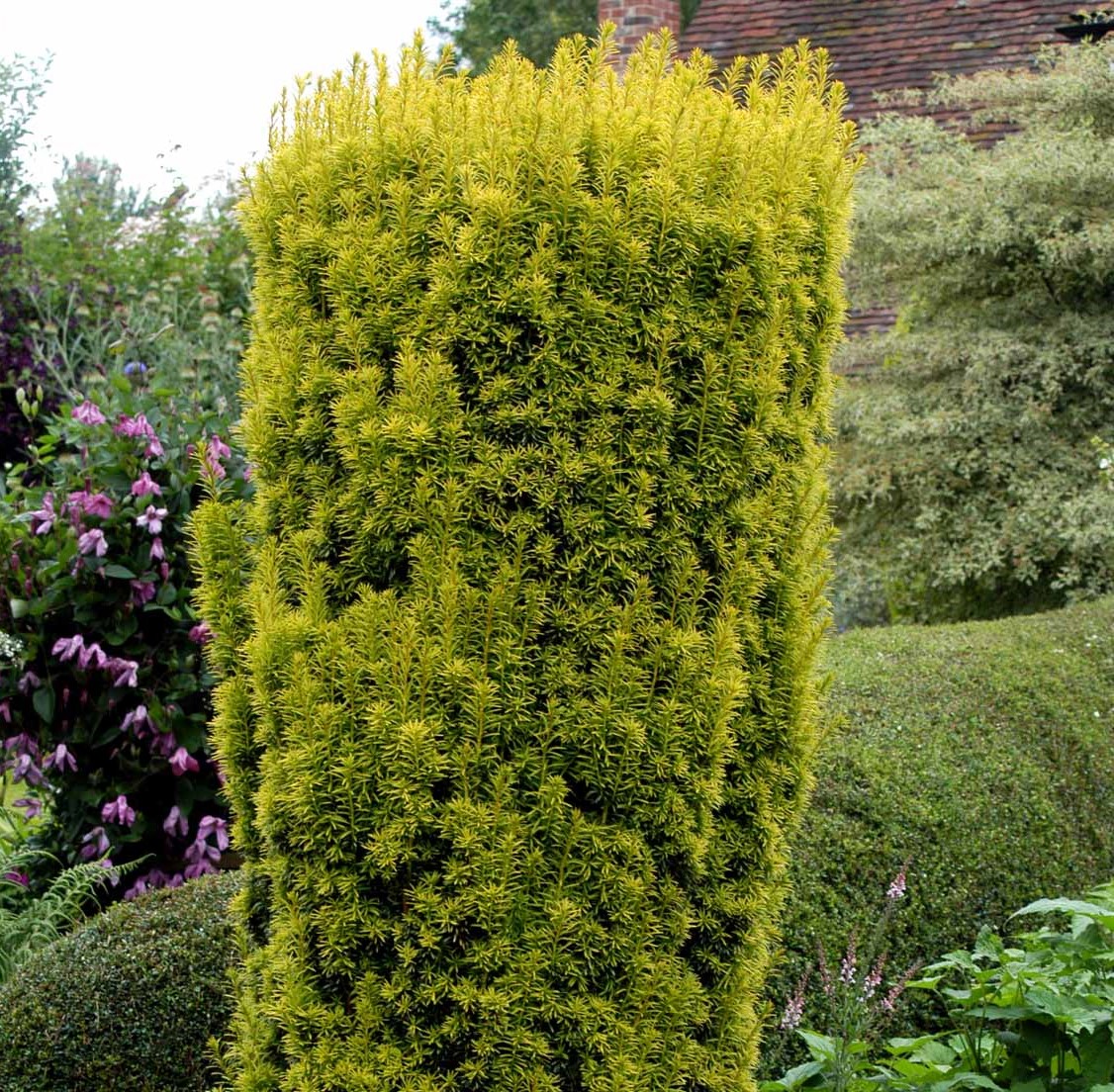 TAXUS BACCATA ‘FASTIGIATA AUREA’ – Moesgård Havecenter