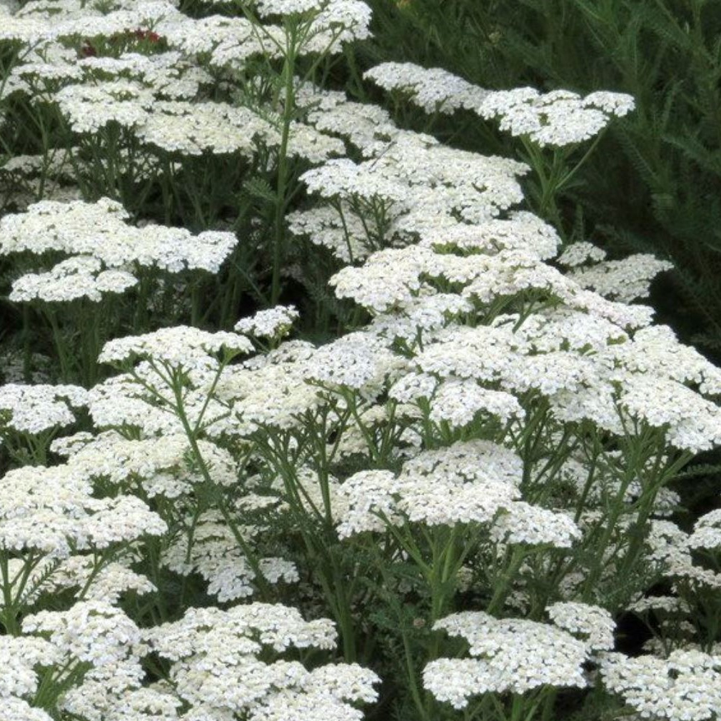 ACHILLEA MILL. NEW VINTAGE – Moesgård Havecenter