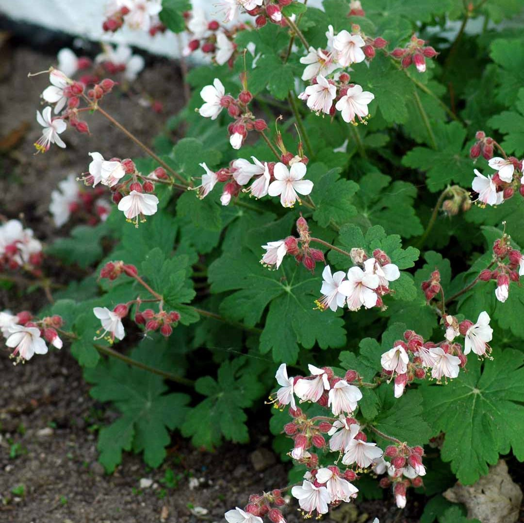 GERANIUM MACRORRHIZUM ‘SPESSART’ – Moesgård Havecenter