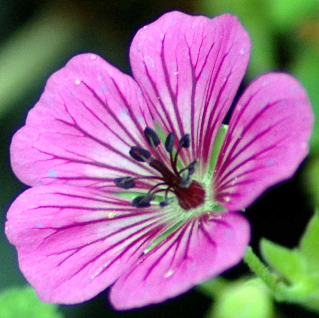 GERANIUM ‘PINK PENNY’ – Moesgård Havecenter