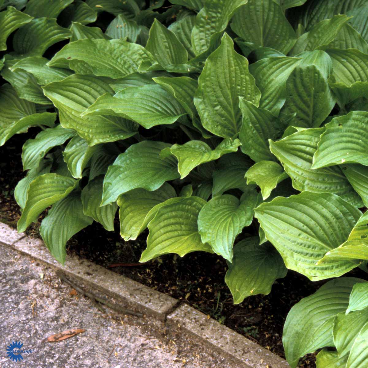 Hosta `Royal Standard` – Moesgård Havecenter