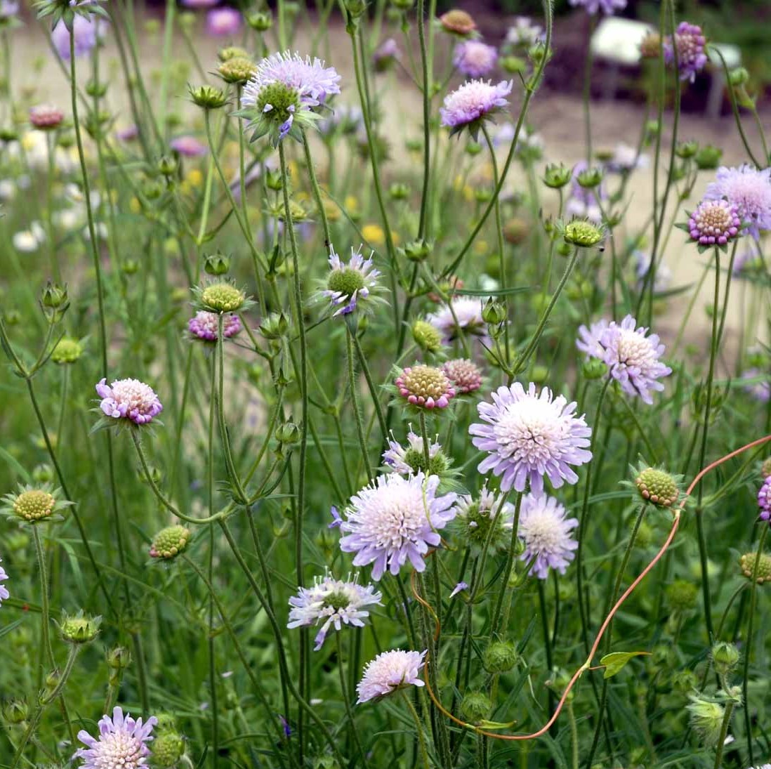 KNAUTIA ARVENSIS – Moesgård Havecenter