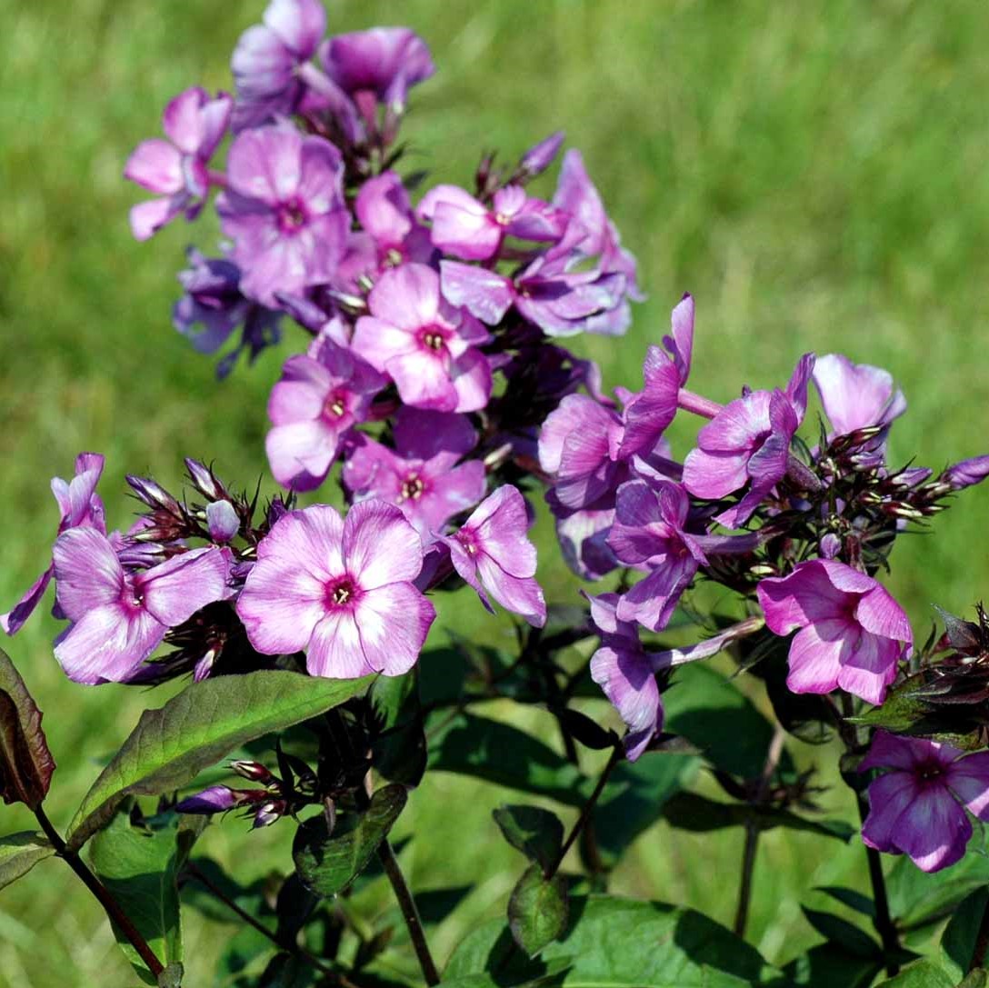 PHLOX PANICULATA ‘BLUE PARADISE’ – Moesgård Havecenter