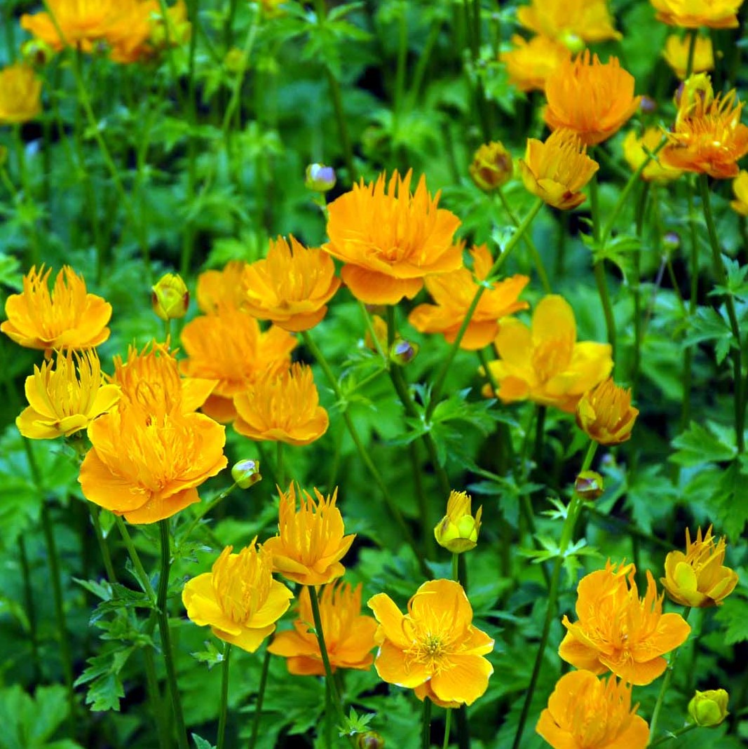 TROLLIUS CHINENSIS ‘GOLDEN QUEEN’ – Moesgård Havecenter