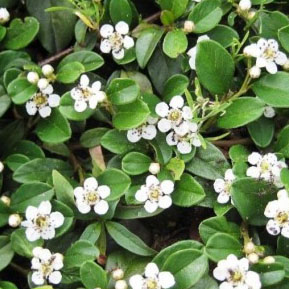 Cotoneaster dammeri ‘Major’ Dværgmispel – Moesgård Havecenter