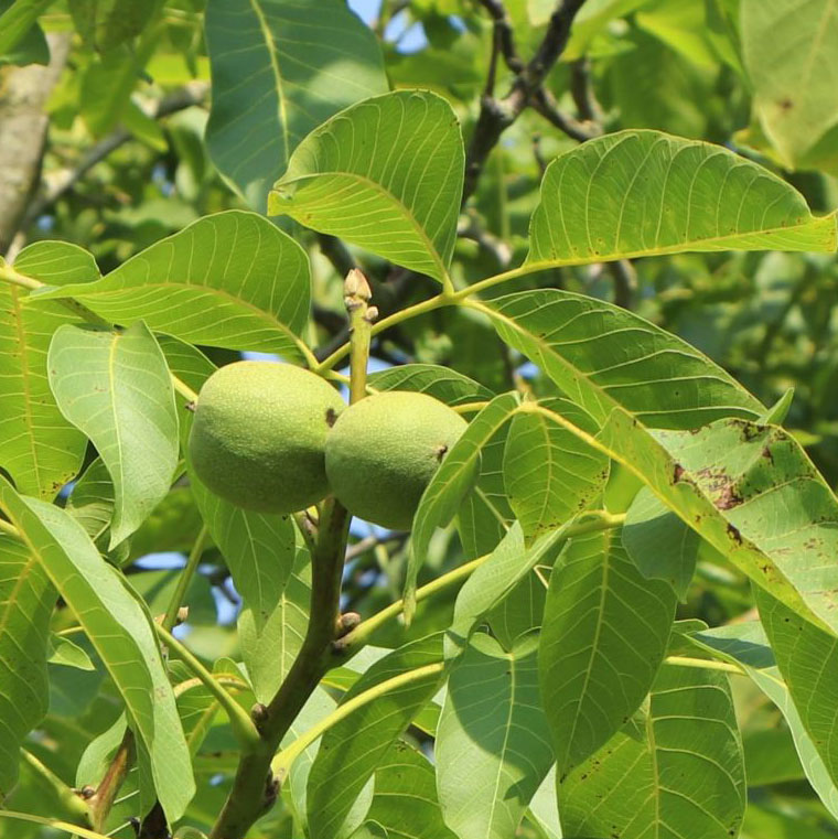 Juglans regia ‘Buccaneer’ – Moesgård Havecenter